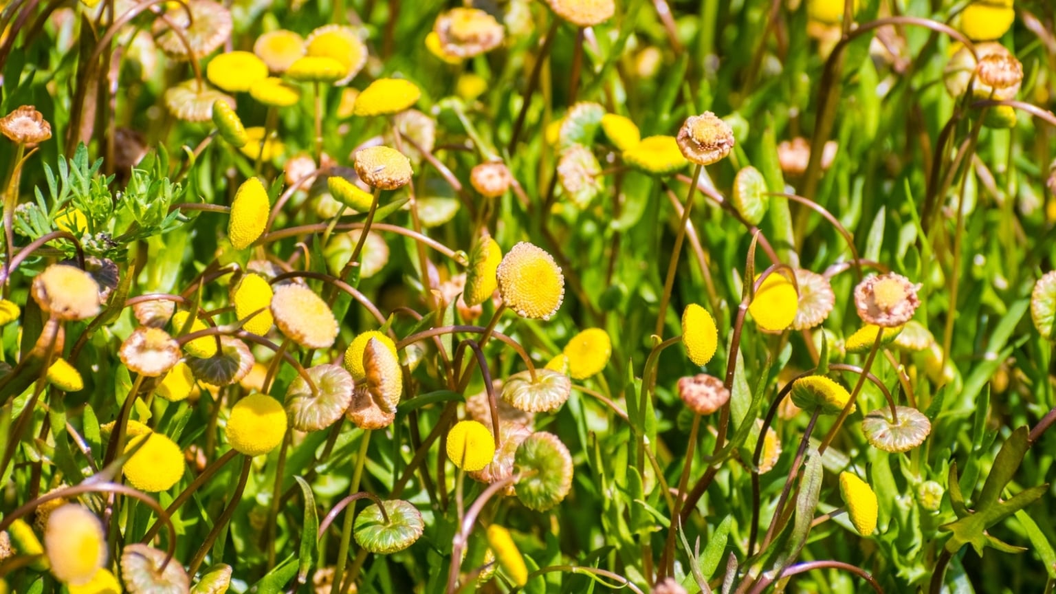 How to Plant, Grow, and Care for Brass Buttons