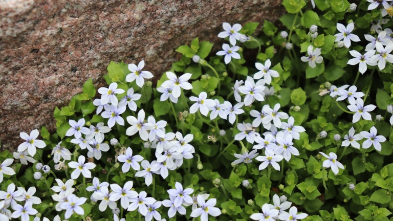 How to Plant, Grow, and Care for Blue Star Creeper