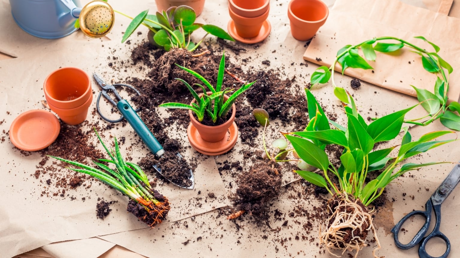 How to Plant, Grow, and Care for Brass Buttons
