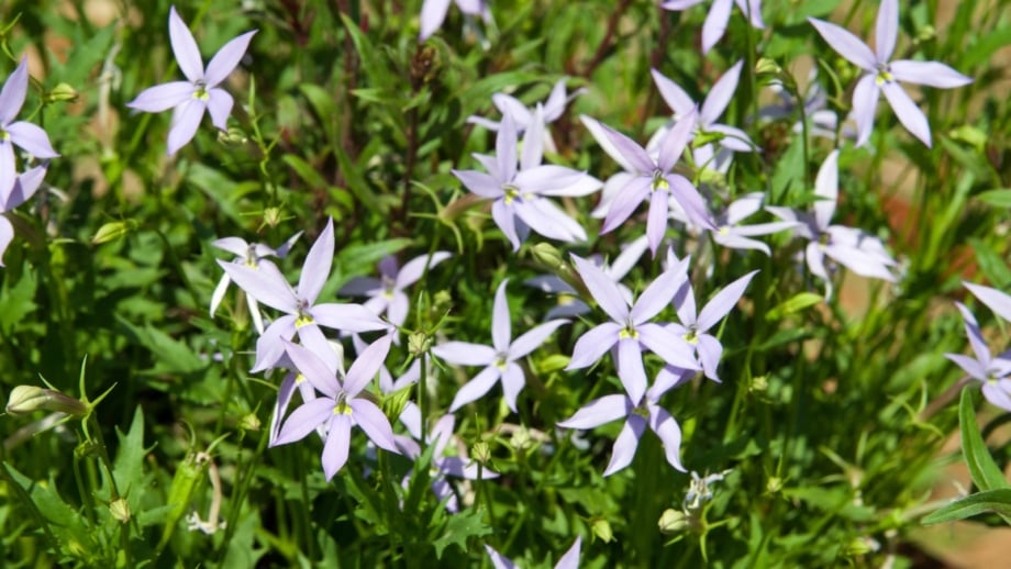 How to Plant, Grow, and Care for Blue Star Creeper