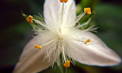 Tradescantia Fluminensis: Wandering Willie Plant- Epic Gardening