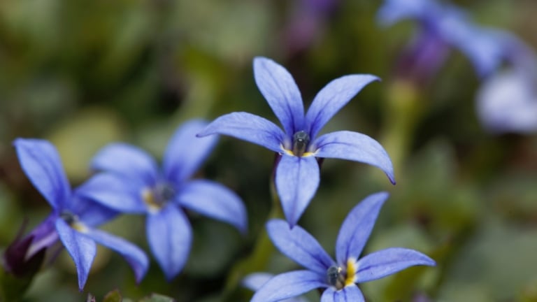 How to Plant, Grow, and Care for Blue Star Creeper