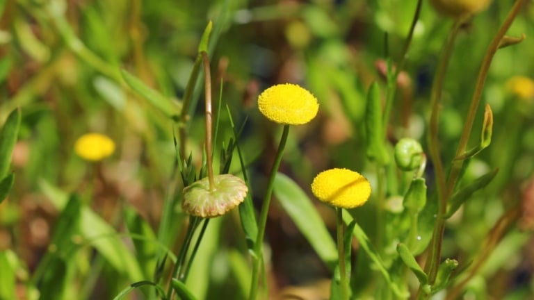 How to Plant, Grow, and Care for Brass Buttons