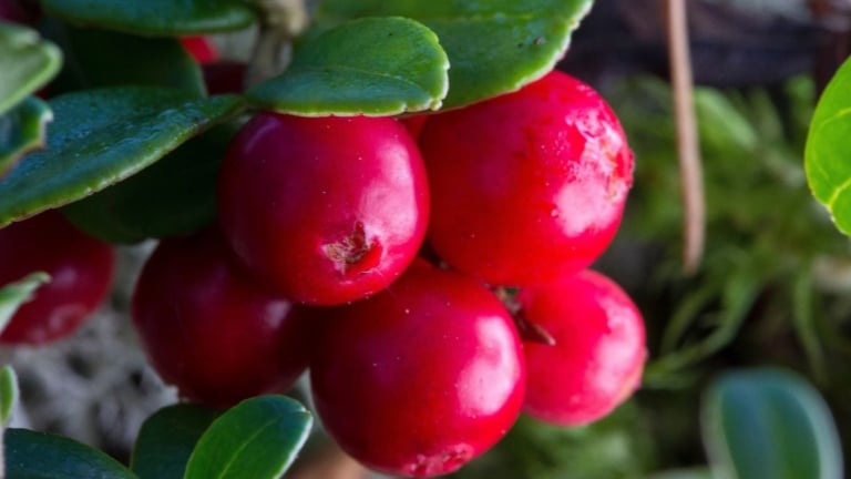 How to Plant, Grow, and Care for Lingonberry