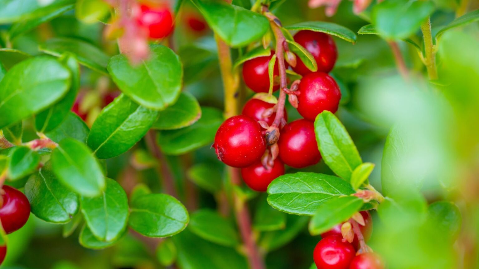 How to Plant, Grow, and Care for Lingonberry
