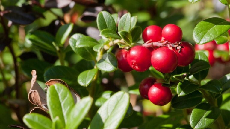 How to Plant, Grow, and Care for Lingonberry