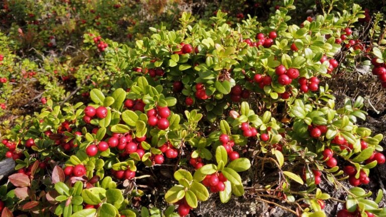 How to Plant, Grow, and Care for Lingonberry