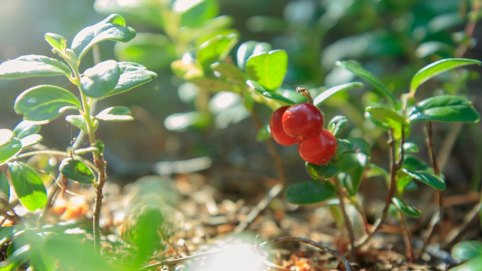 How to Plant, Grow, and Care for Lingonberry