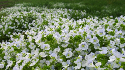 How to Plant, Grow, and Care for Creeping Speedwell