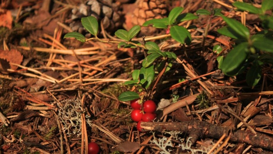 How to Plant, Grow, and Care for Lingonberry