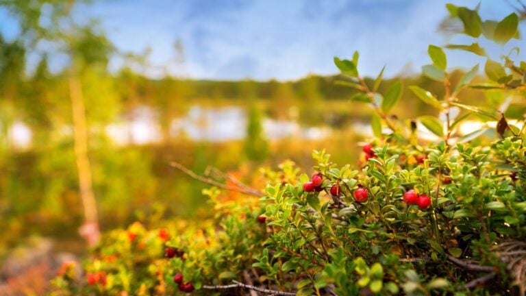 How to Plant, Grow, and Care for Lingonberry