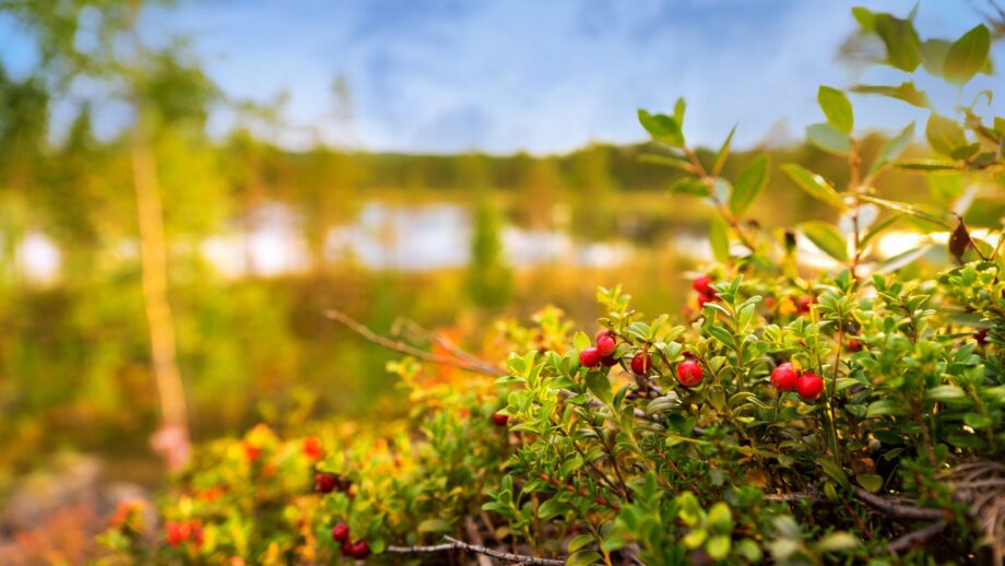 How to Plant, Grow, and Care for Lingonberry