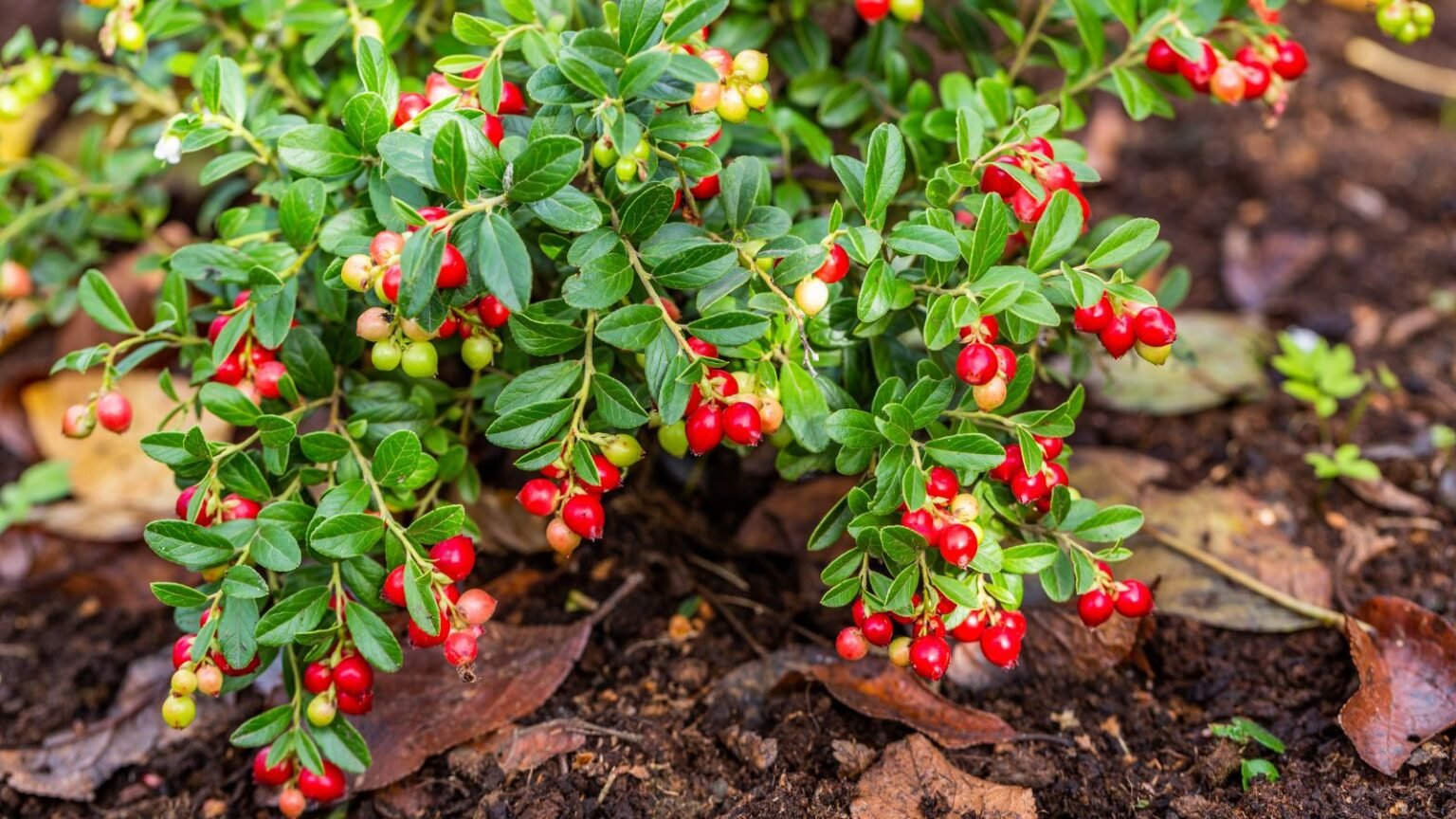 How to Plant, Grow, and Care for Lingonberry