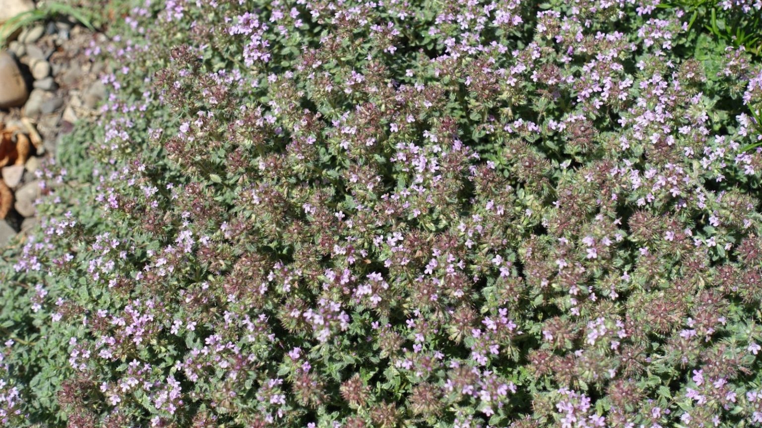 How to Plant, Grow, and Care for Wooly Thyme