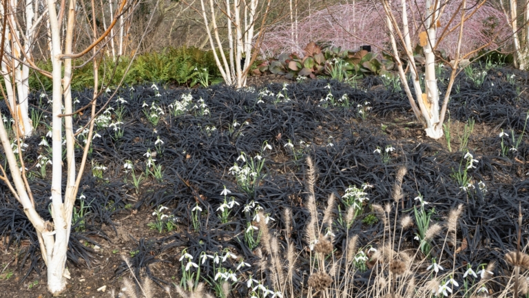 How To Plant Grow And Care For Black Mondo Grass
