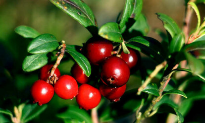 Lingonberry Plants: The Ultimate Guide- Epic Gardening
