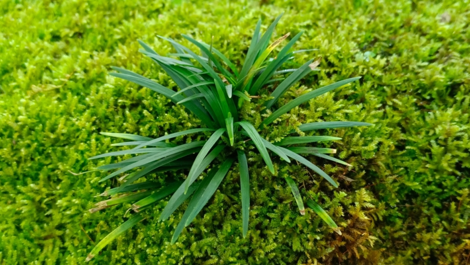 How to Plant, Grow, and Care for Black Mondo Grass