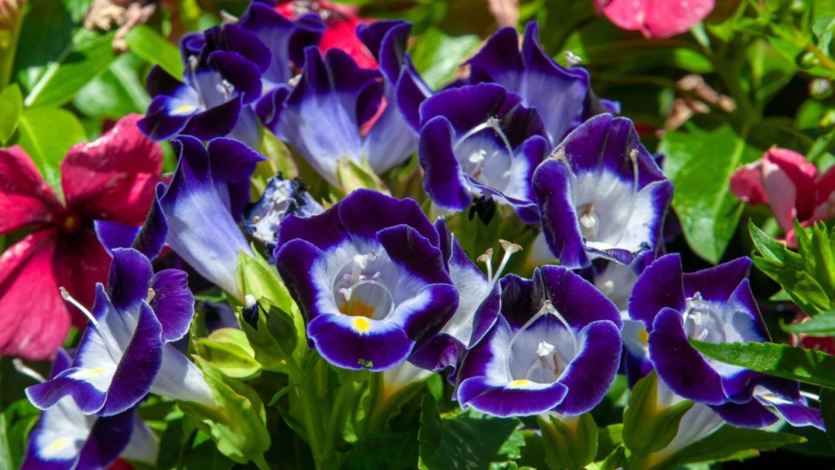 How to Plant, Grow, and Care for Torenia