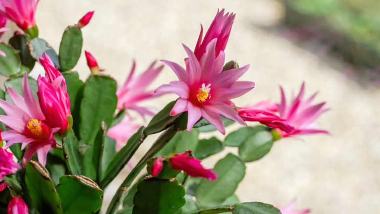 Easter Cactus: An Epiphytic Cactus You Can Grow