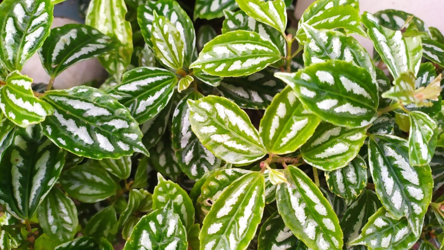 Aluminum Plant: Growing Stunning Pilea Cadierei- Epic Gardening