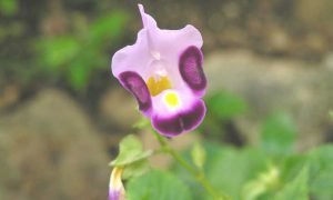 Torenia: Growing Clown Flower In Your Garden - Epic Gardening