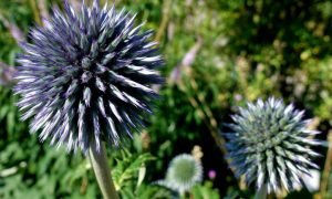 Globe Thistle: Beautiful, Bountiful Round Flowers - Epic Gardening