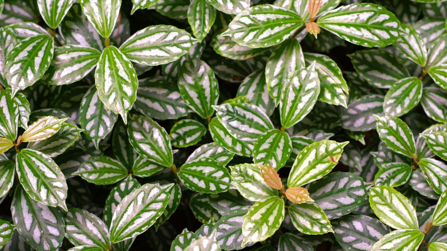 Aluminum Plant: Growing Stunning Pilea Cadierei- Epic Gardening