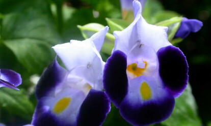 Torenia: Growing Clown Flower In Your Garden - Epic Gardening