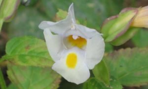 Torenia: Growing Clown Flower In Your Garden - Epic Gardening