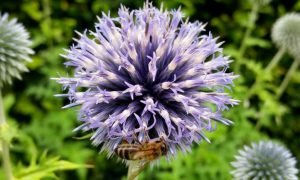 Globe Thistle: Beautiful, Bountiful Round Flowers- Epic Gardening