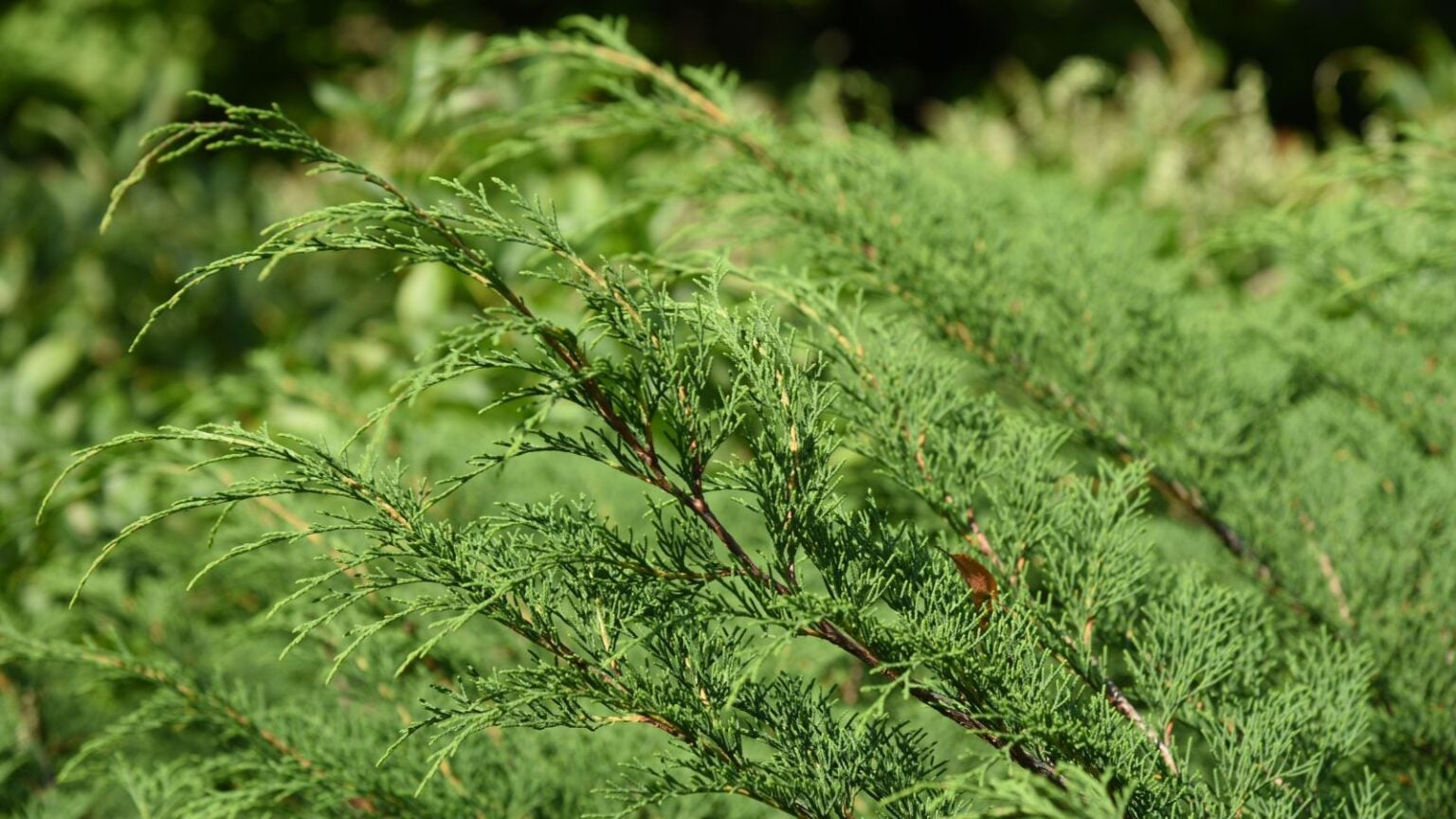 How to Plant, Grow, and Care for Microbiota Decussata