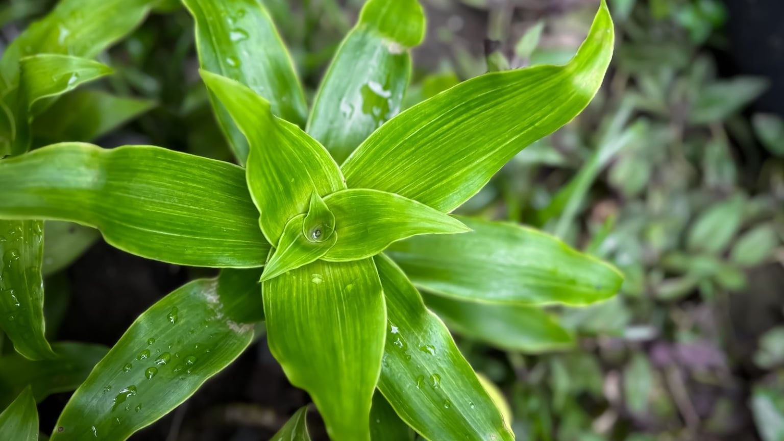 Callisia Fragrans: The Beautiful Basket Plant - Epic Gardening
