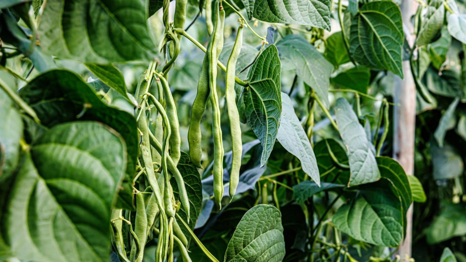 Pole Beans: Everything To Know About Growing Vertical