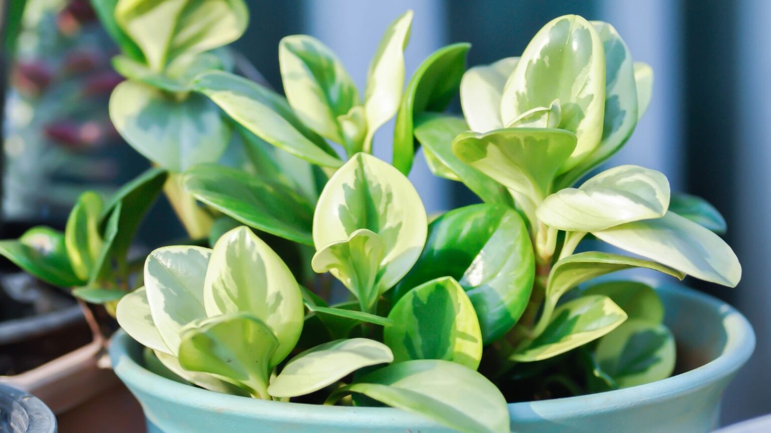 Peperomia Obtusifolia: Pretty Little Pepper Face- Epic Gardening
