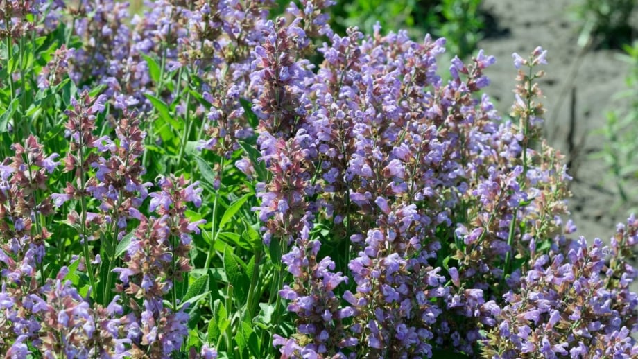 How to Plant, Grow, and Care for Salvia Sonomensis