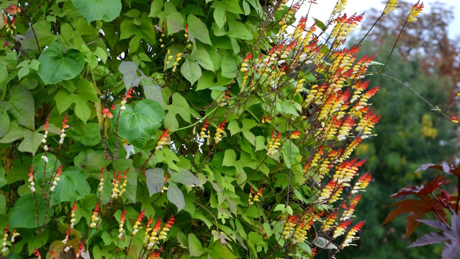 How to Plant, Grow, and Care for Mina Lobata
