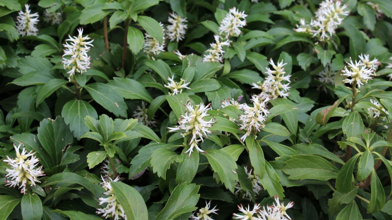 How to Plant, Grow, and Care for Pachysandra Terminalis