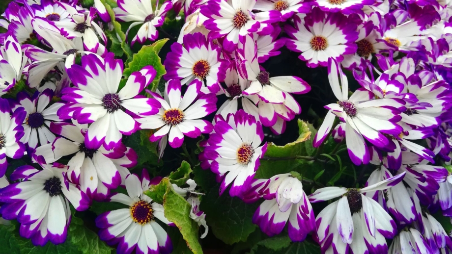 Cineraria Confusion? Finding The Florist's Flower- Epic Gardening
