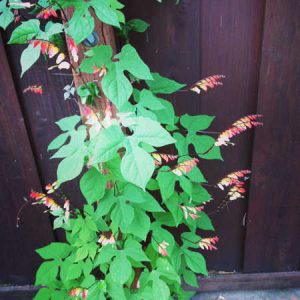 Mina Lobata: A Firecracker Of A Vine - Epic Gardening