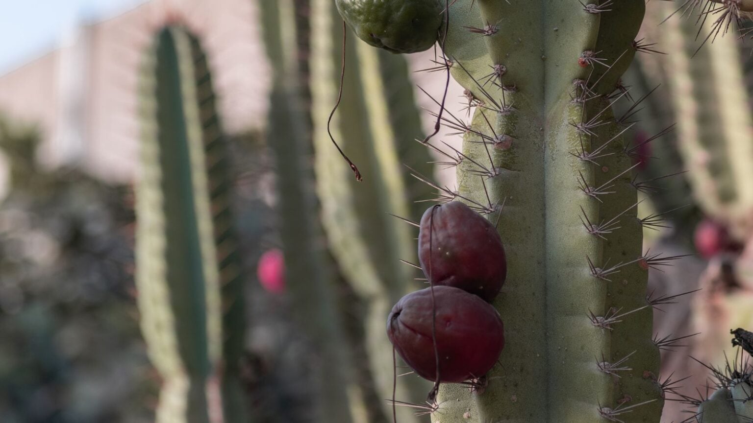 Cereus Peruvianus: Grow Peruvian Apple Cacti- Epic Gardening