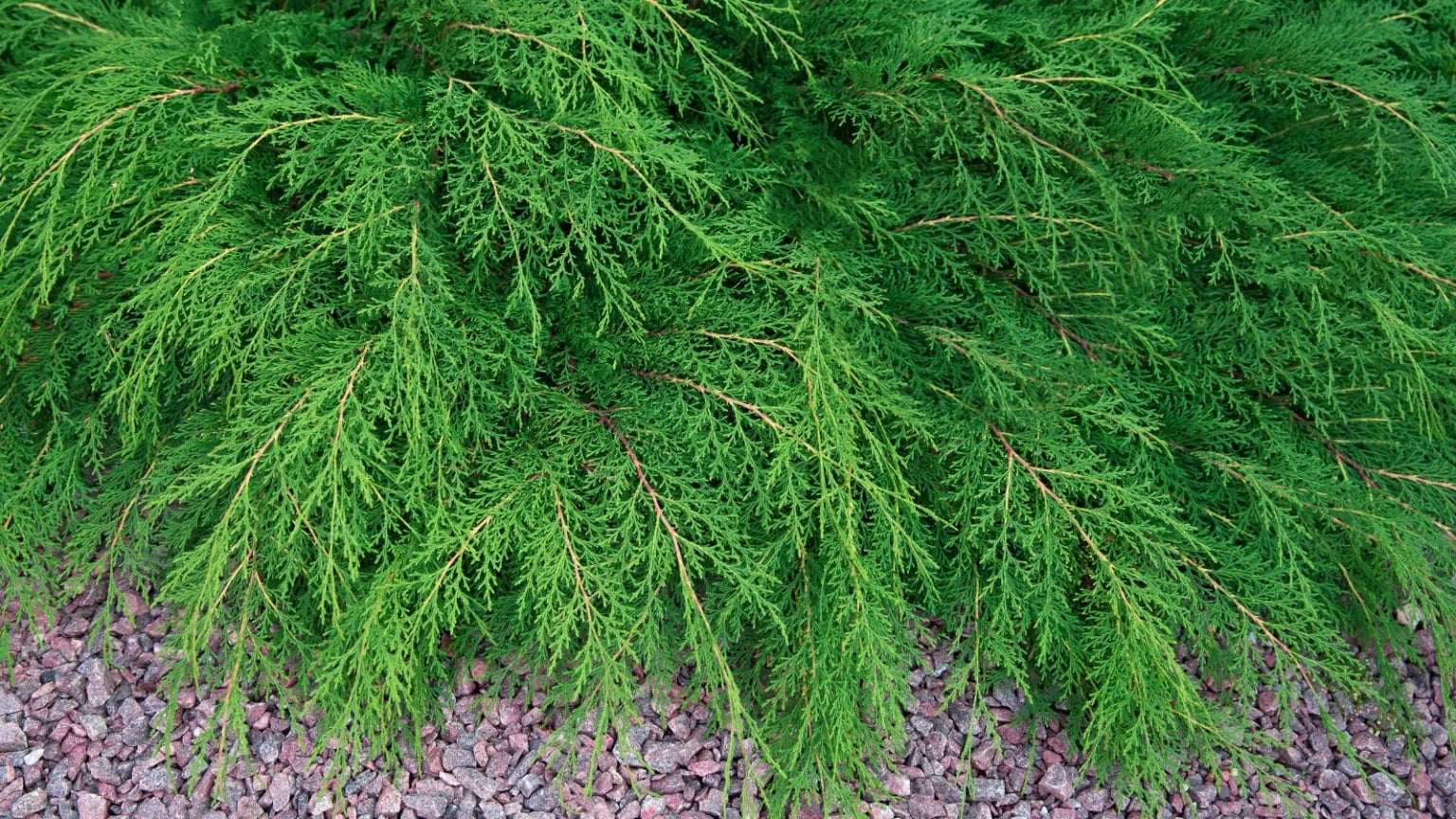 How to Plant, Grow, and Care for Microbiota Decussata