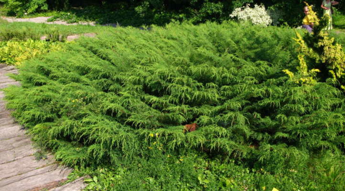 Microbiota Decussata: Shrubby, Low-Growing Ground Cover - Epic Gardening