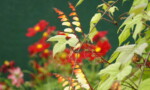 Mina Lobata: A Firecracker Of A Vine - Epic Gardening