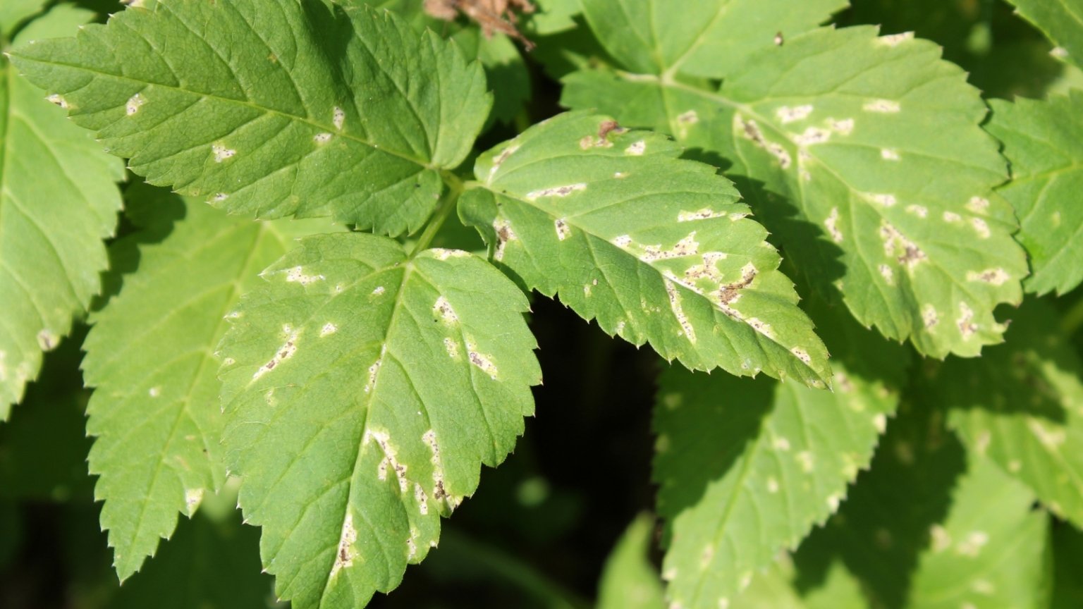 How to Identify and Treat Septoria Leaf Spot