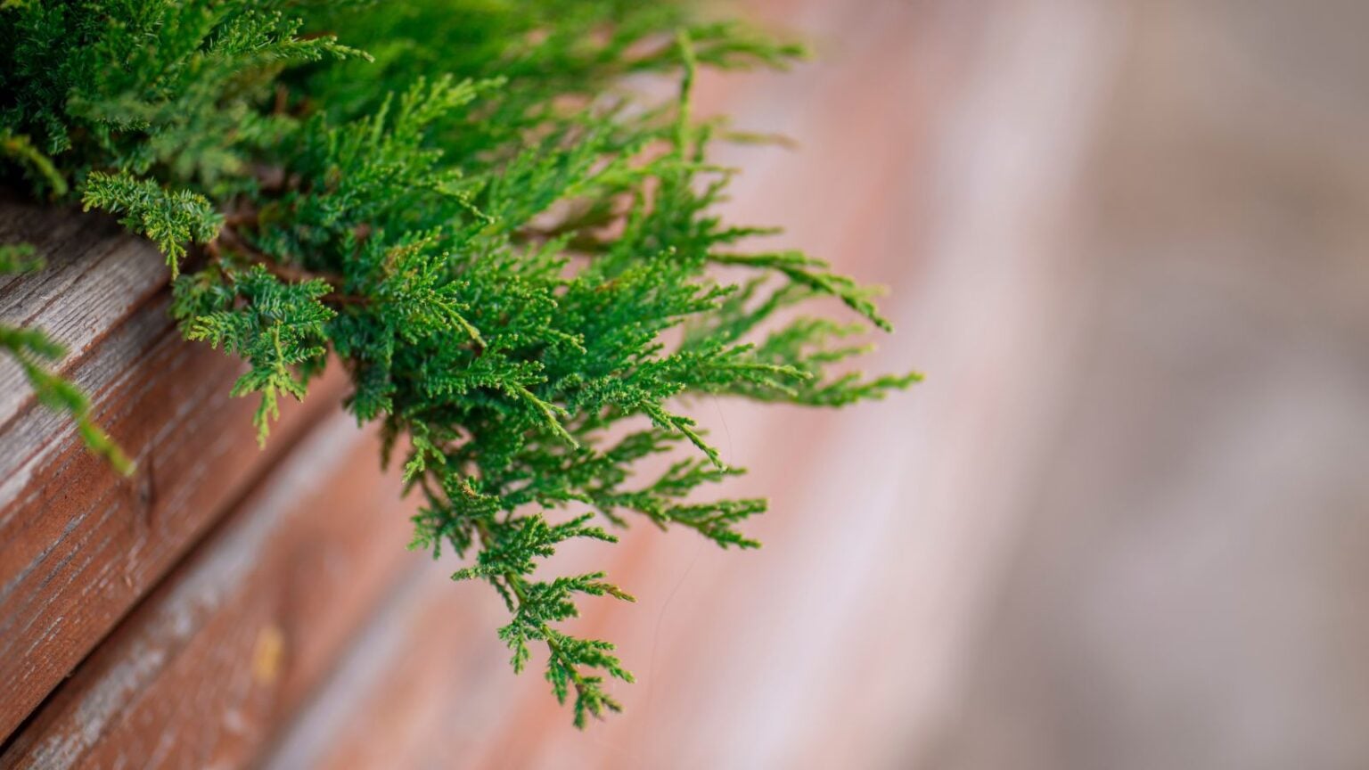 How to Plant, Grow, and Care for Microbiota Decussata