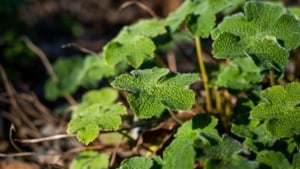 How to Plant, Grow, and Care for Creeping Raspberry