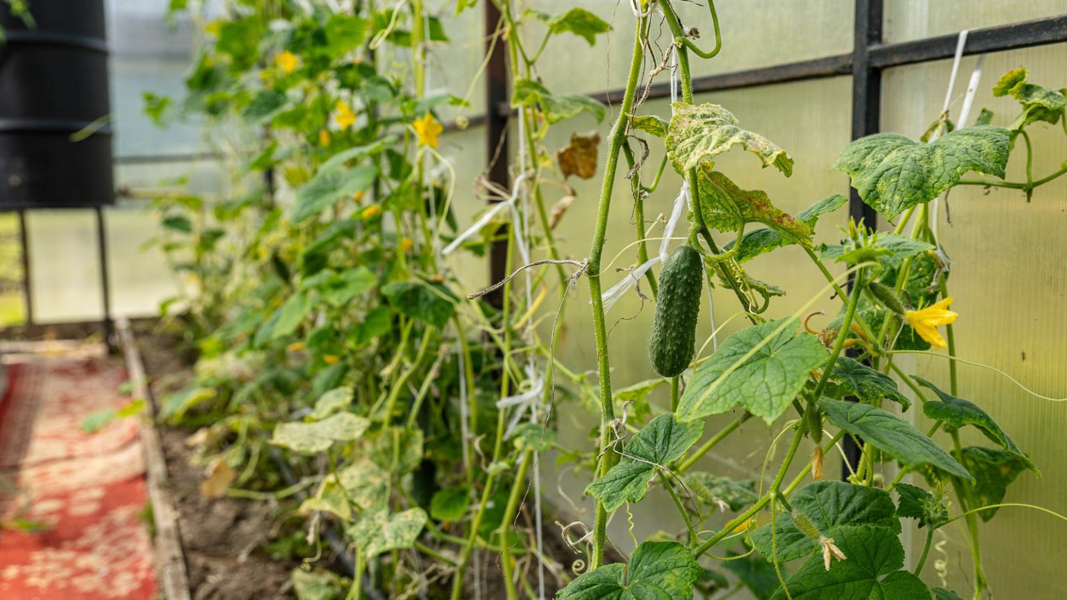 How to Grow Cucumbers Vertically to Maximize Your Harvest
