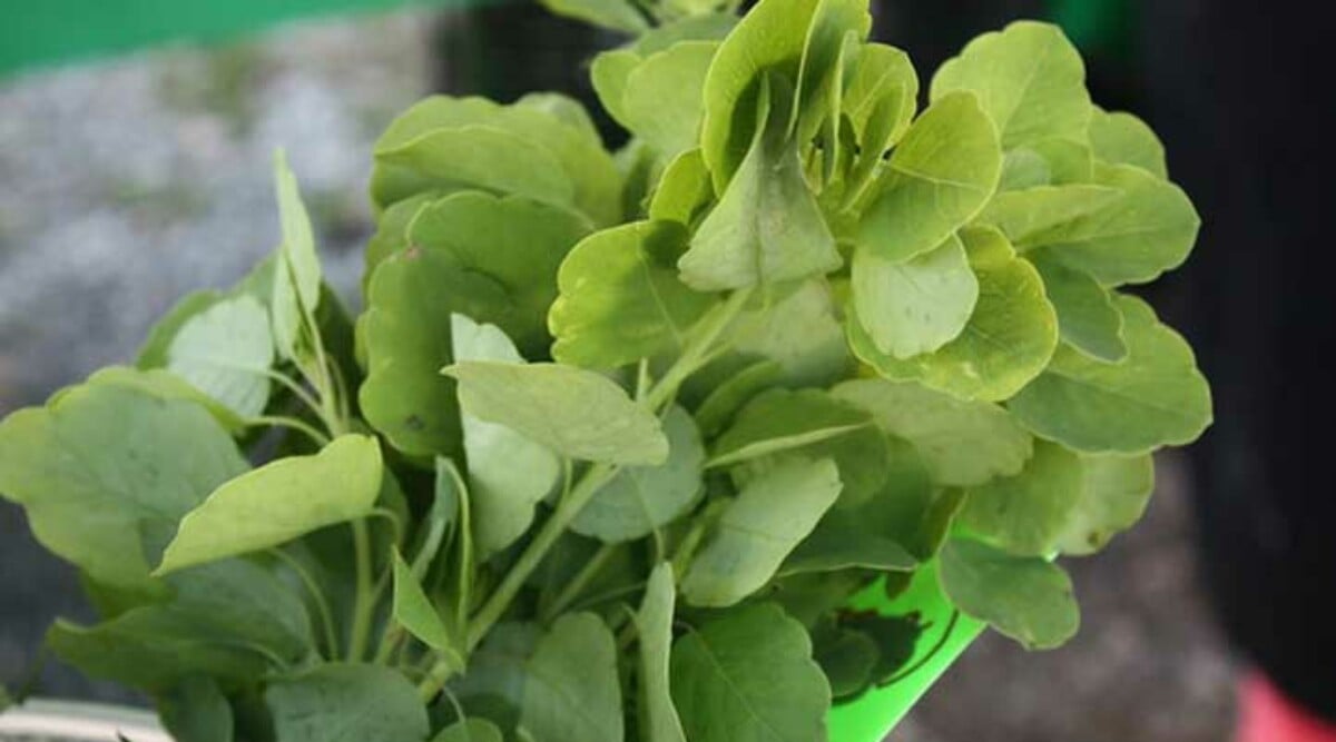 How to Plant, Grow, and Care for Papalo Herb