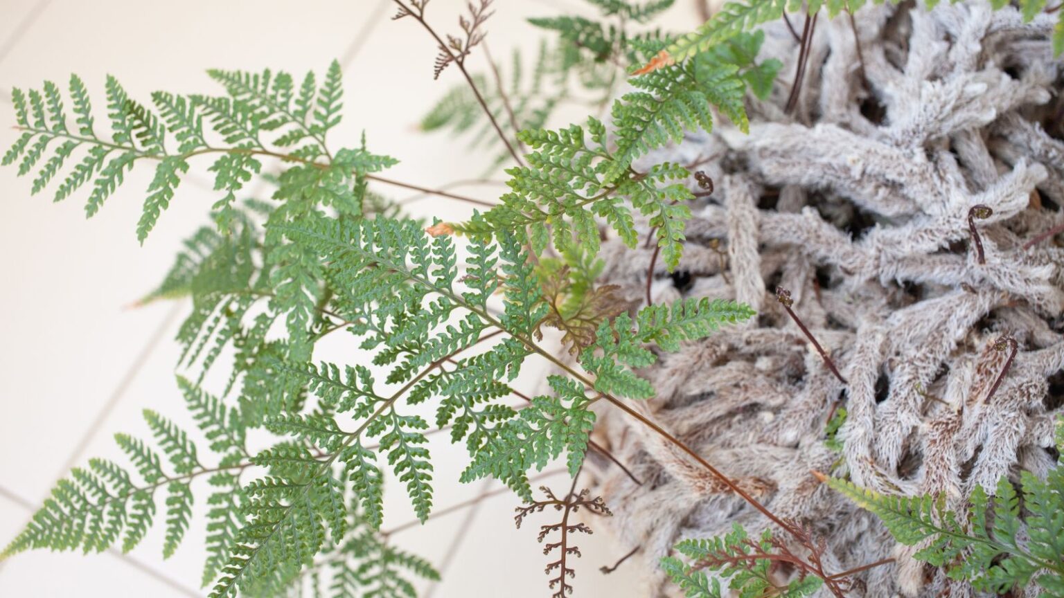 Rabbit’s Foot Fern: A Fuzzy Fun Houseplant - Epic Gardening
