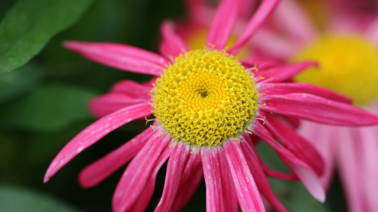 How to Plant, Grow, and Care for Painted Daisy